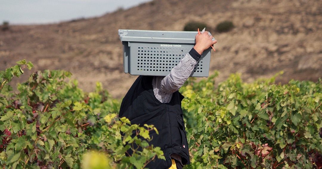 Bodegas Tarón opens its doors to you in grape harvests - Rioja Alta